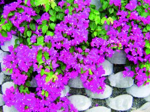 ATALUS - Fonctionnel et mise en œuvre facile, produit disponible en 3 ...